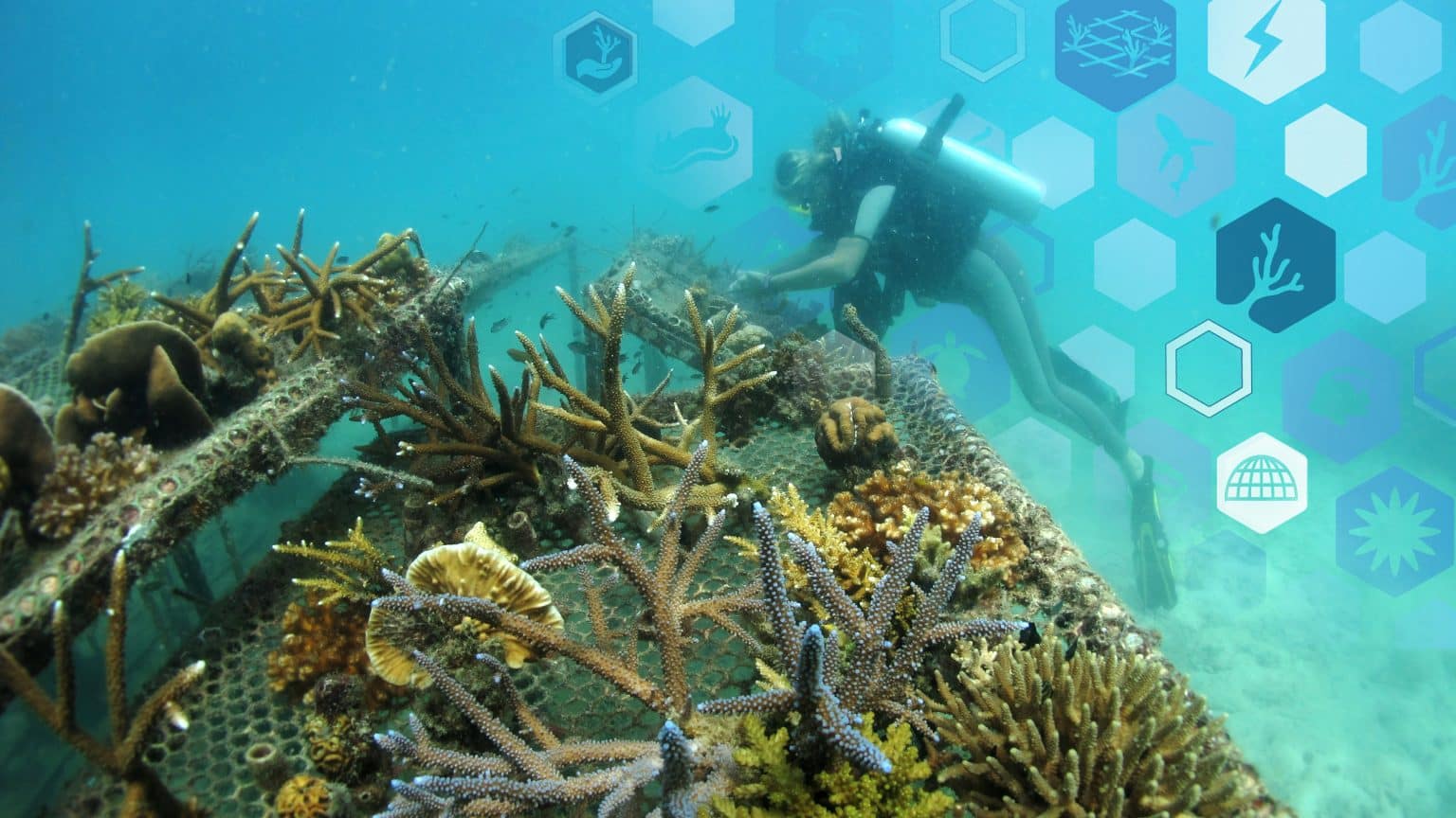 Coral Restoration Basics & Theory – Your Online Learning Portal
