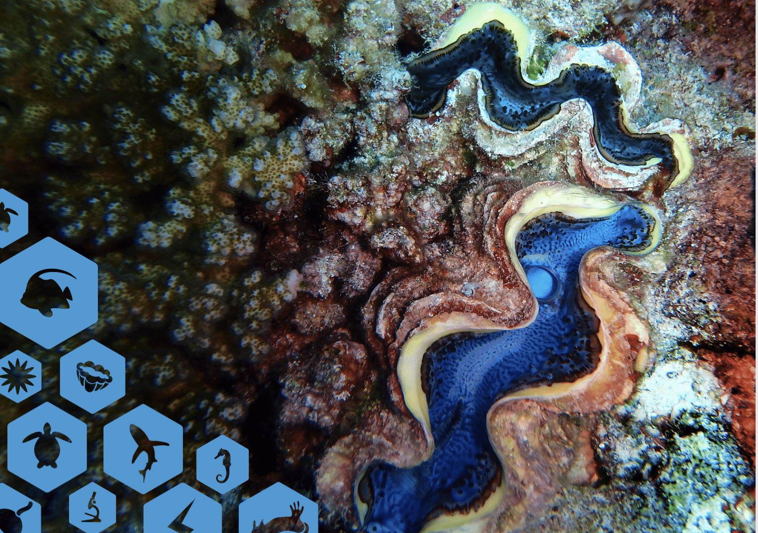 Giant Clams Population Monitoring and Management – Your Online Learning ...