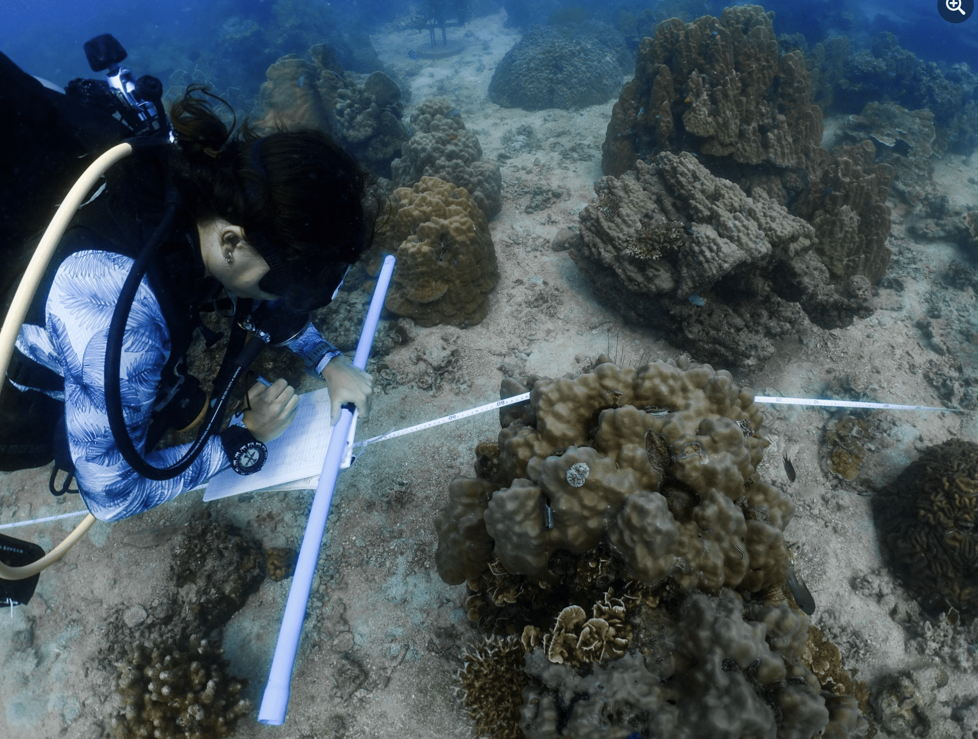 Coral Diseases & Compromised Health Monitoring – Your Online Learning ...