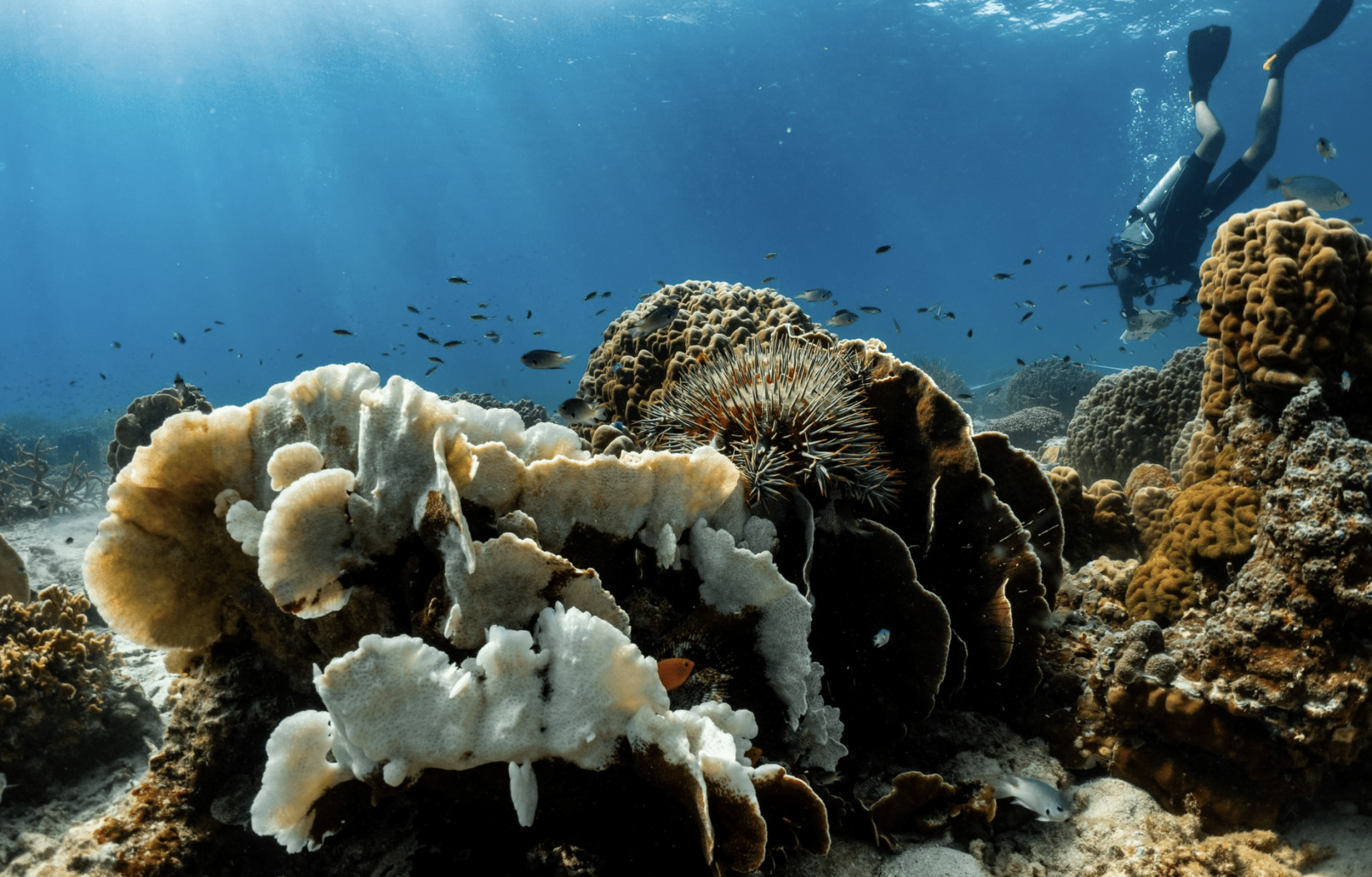 Introduction to Coral Predators, Monitoring, and Management – Your ...