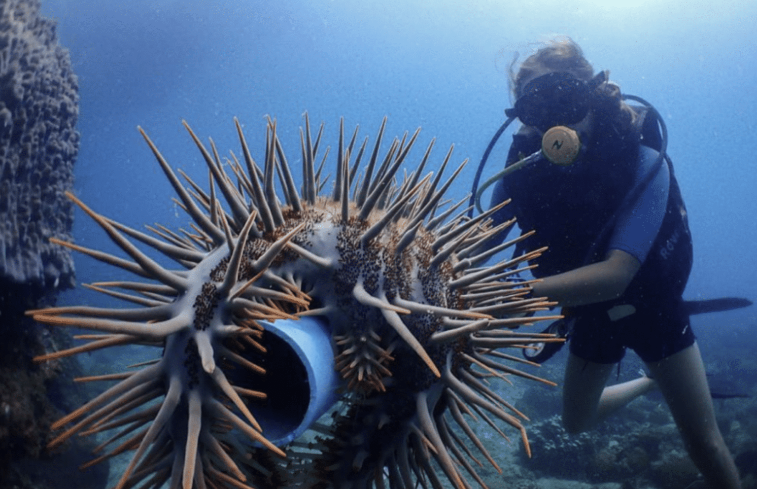 Coral Predators Monitoring & Management – Your Online Learning Portal