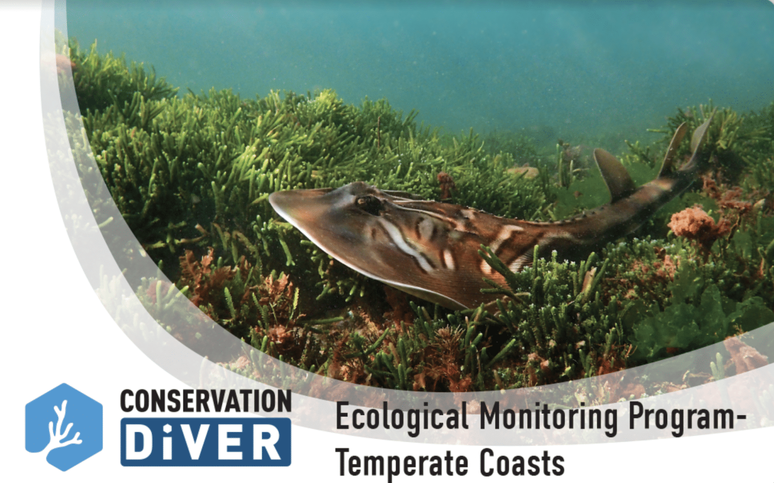 Ecological Monitoring Program – Temperate Coasts – Your Online Learning ...